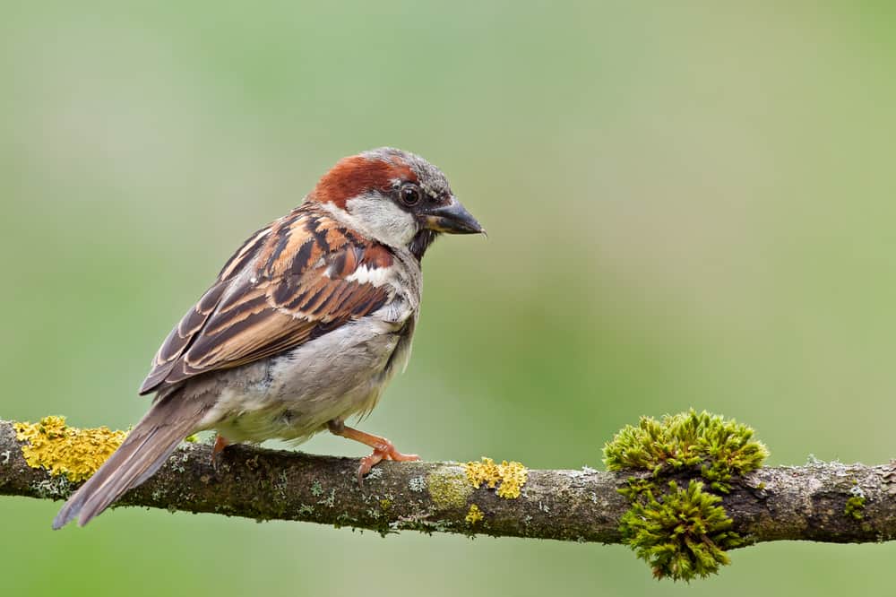 The Meanings Behind Sparrow Tattoos - What Do They Symbolize?